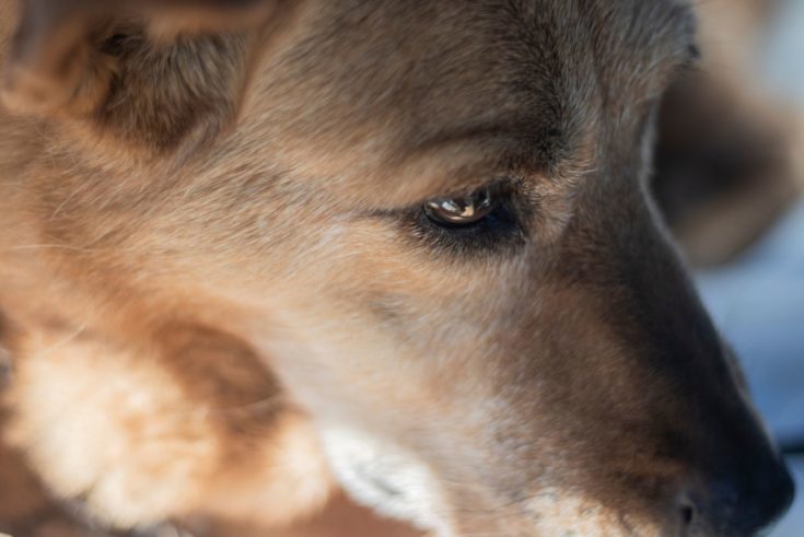 Belgian Malinois Lab Mix: What To Expect From A Hybrid Dog