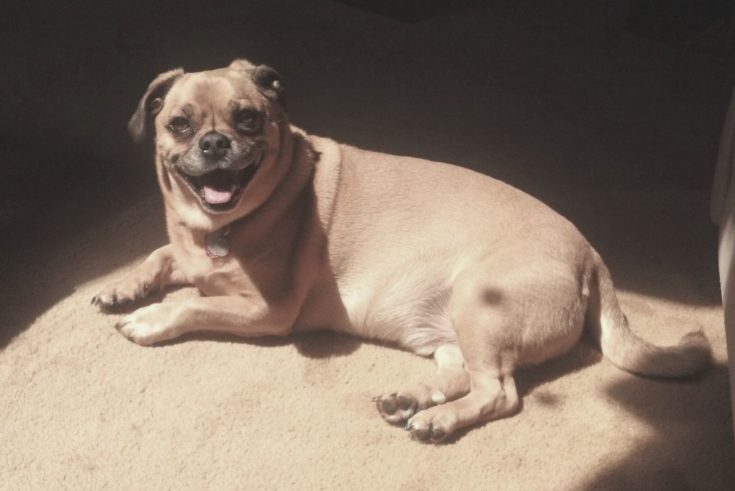 Corgi Pug Mix: All You Need To Know About The Porgi Dog
