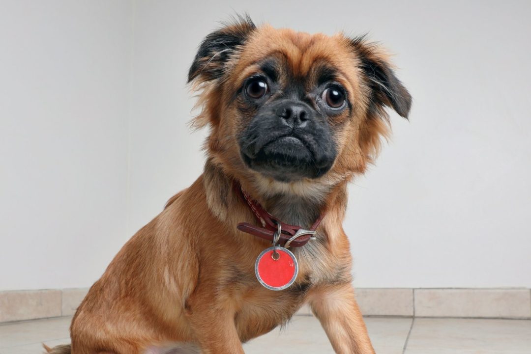 Corgi Pug Mix: All You Need To Know About The Porgi Dog