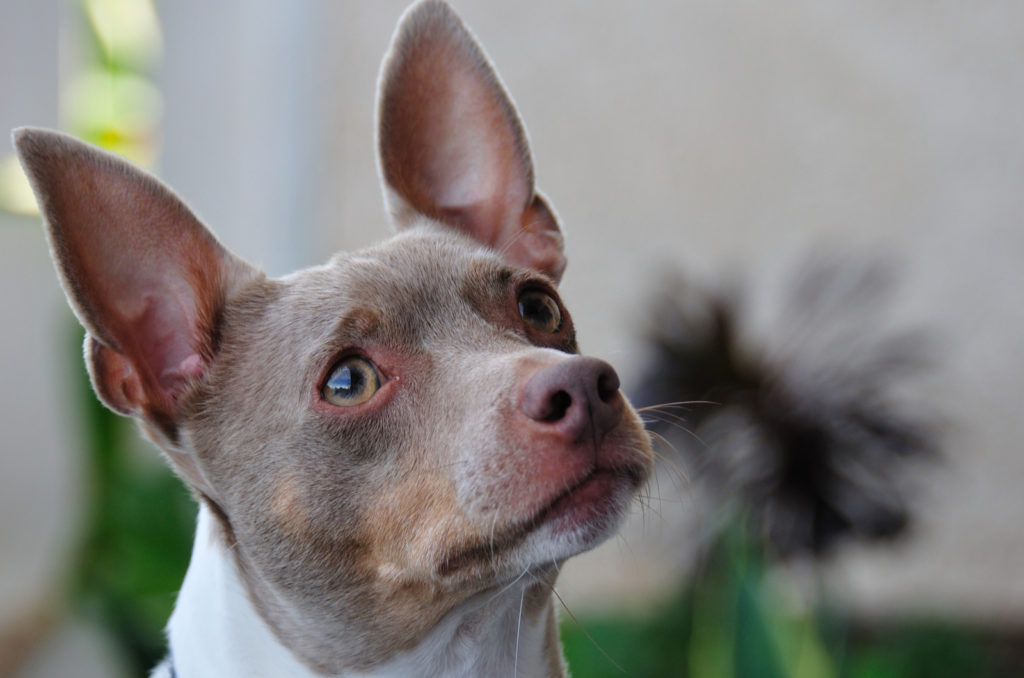 Toy Rat Terrier: A Small Dog With A Huge Energy Bar