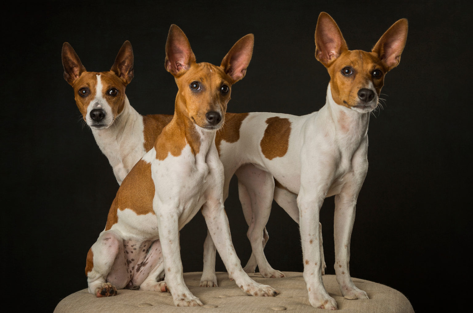 Toy Rat Terrier: A Small Dog With A Huge Energy Bar