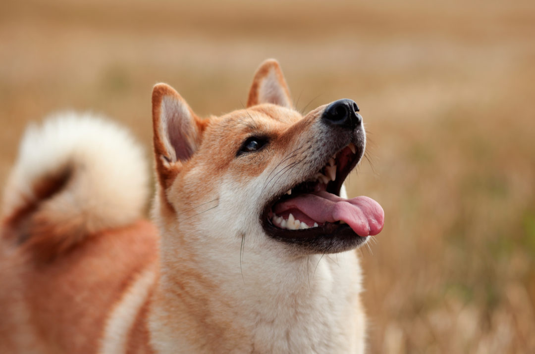 10 Best Shiba Inu Rescues For Adoption