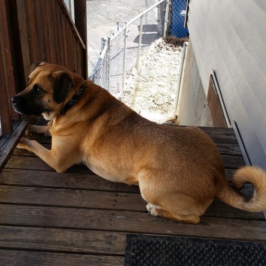 German Shepherd Pug Mix: Is A Shug The Perfect Designer Dog?
