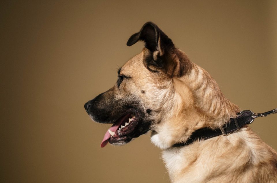 German Shepherd Pug Mix: Is A Shug The Perfect Designer Dog?