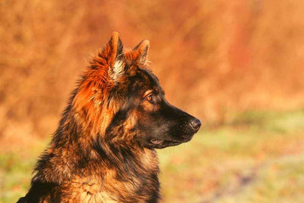 Sable German Shepherd: What You Didn't Know