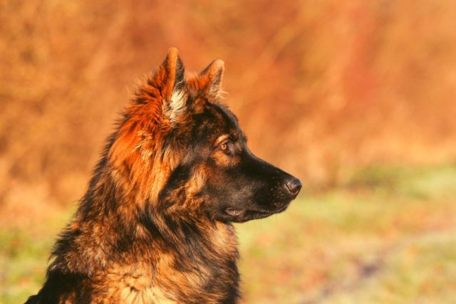 Sable German Shepherd: What You Didn't Know