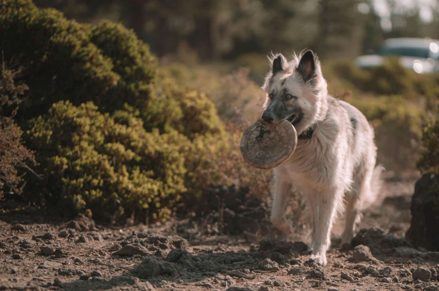 Silver German Shepherd: A GSD Worth The Gold