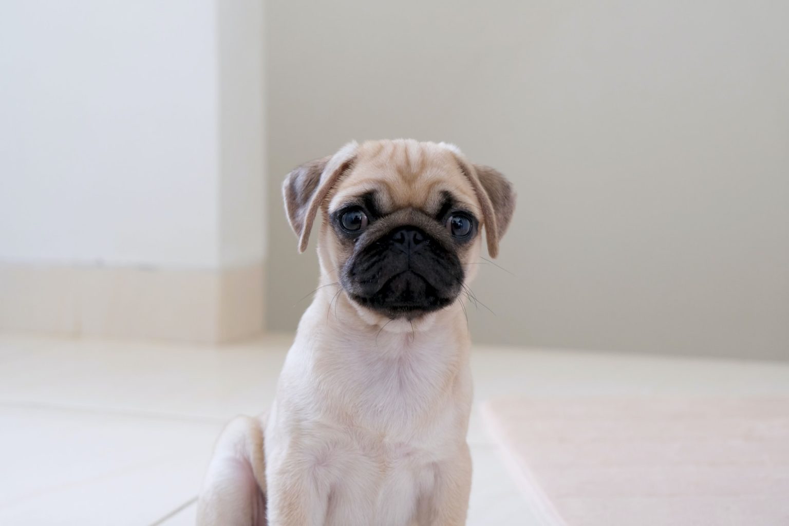 German Shepherd Pug Mix: Is A Shug The Perfect Designer Dog?