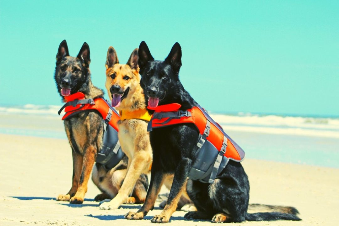 Isabella German Shepherd: Is This The Most Unique GSD Color?