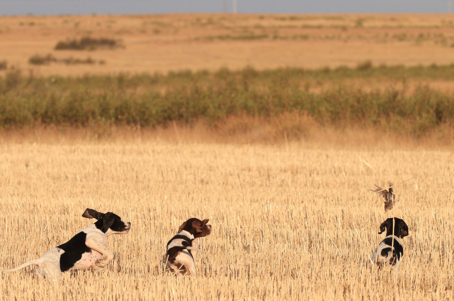 100+ Hunting Dog Names – Best Names For Your Field Companion