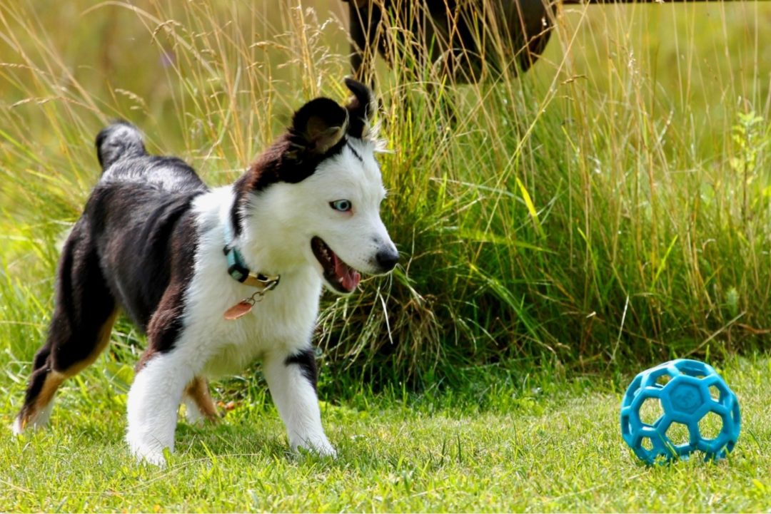 Toy Australian Shepherd: Your Guide To The Toy Aussie Dog