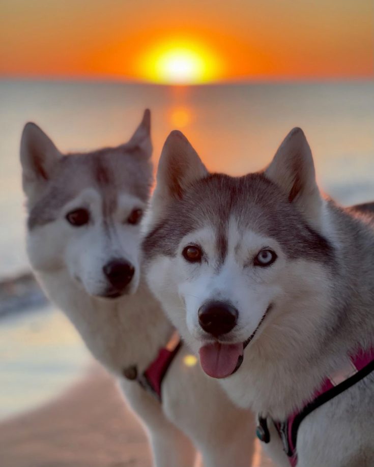 100+Husky Names: As Unique Names As The Breed Itself