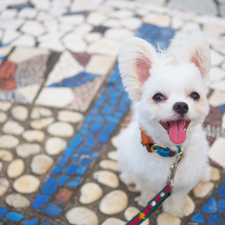 Maltese Chihuahua Mix: A Complete Guide To The Malchi Dog