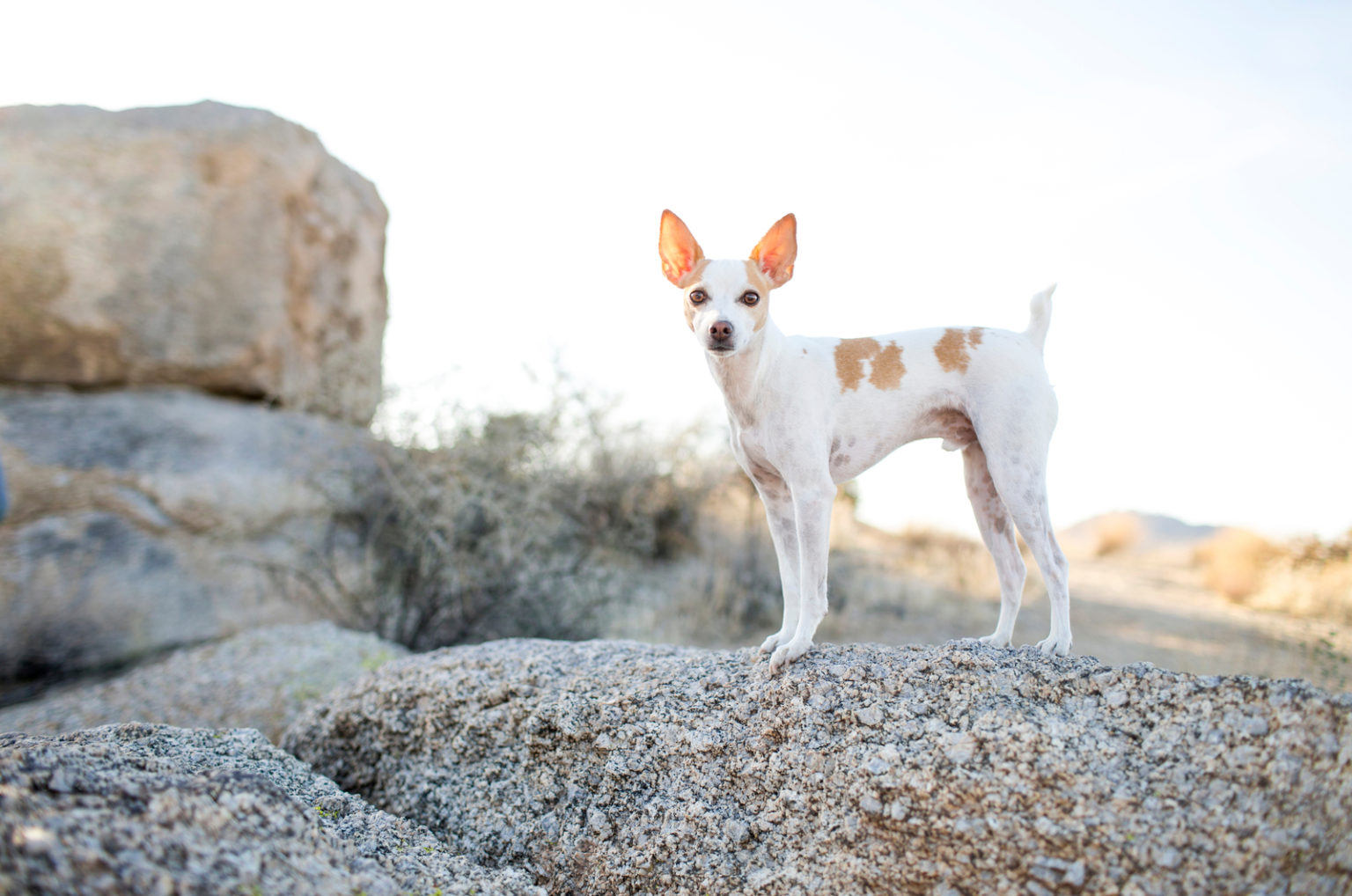 Toy Rat Terrier: A Small Dog With A Huge Energy Bar