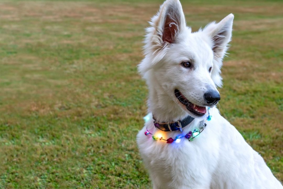 Albino German Shepherd: The Myths And The Facts Explained