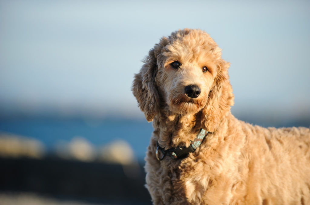 10+ Best Goldendoodle Rescue For Adoption