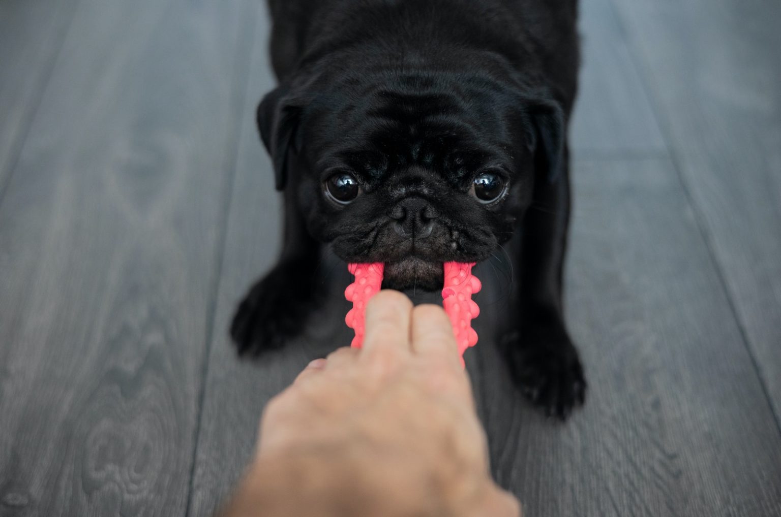 9 Best Pug Breeders: How To Find A Breeder You Can Trust