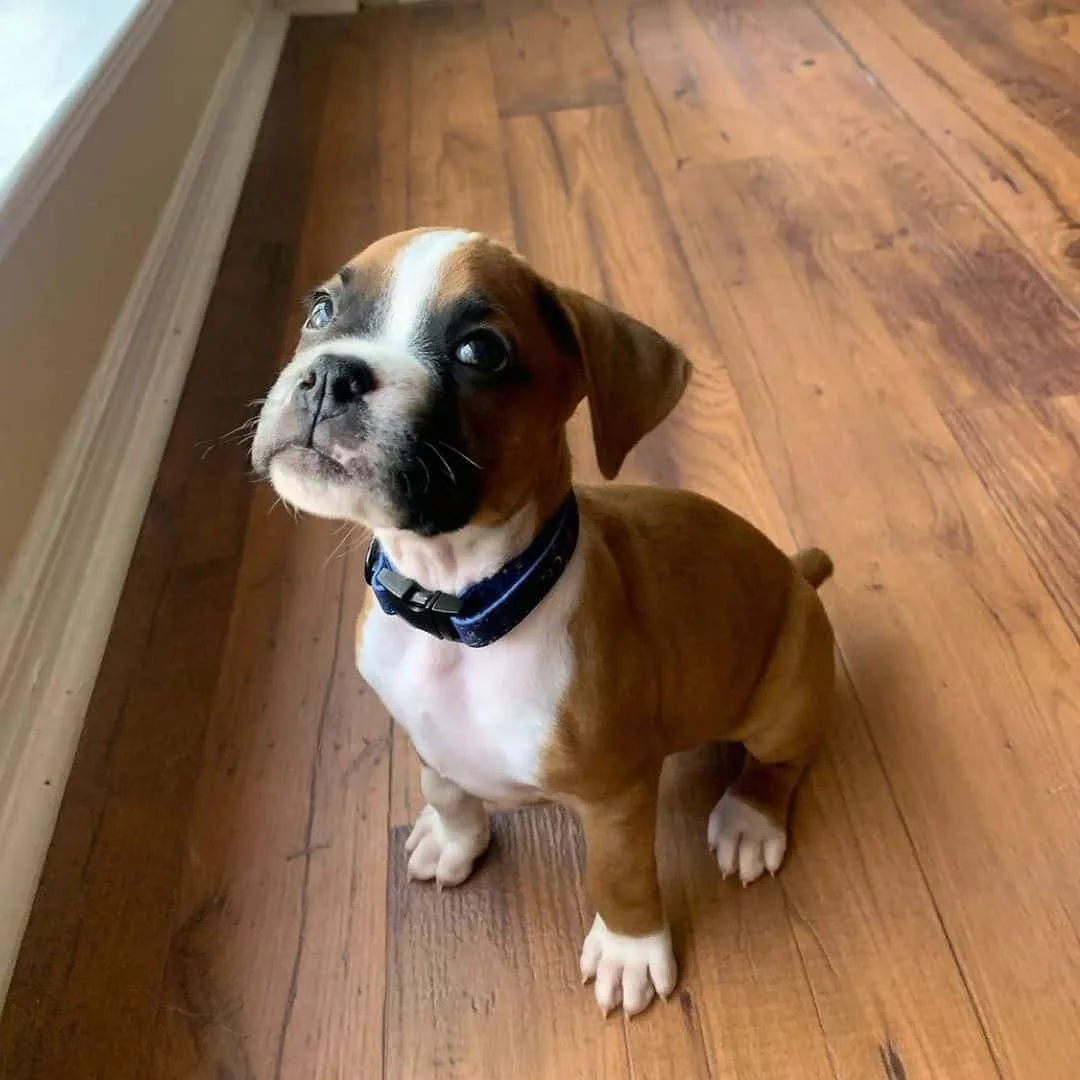 7 Best Boxer Breeders In California You Can Trust