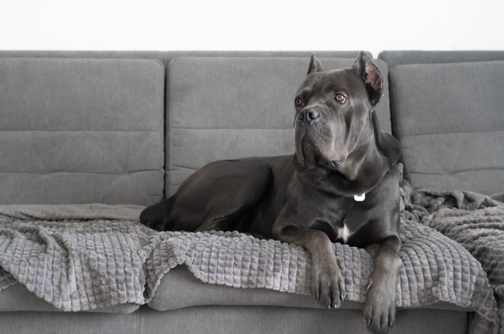 12 Top Cane Corso Dog Beds: Sleeping Like A King