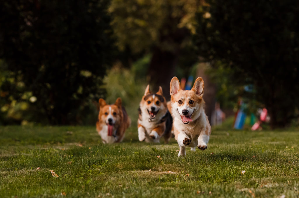 Corgi Breeders In California: 7 Places To Find A Corgi Puppy