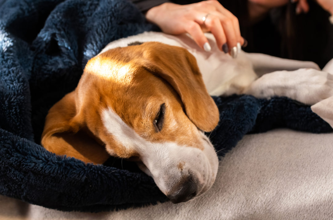 Why Does My Dog Lay On Me? 7 Biggest Reasons