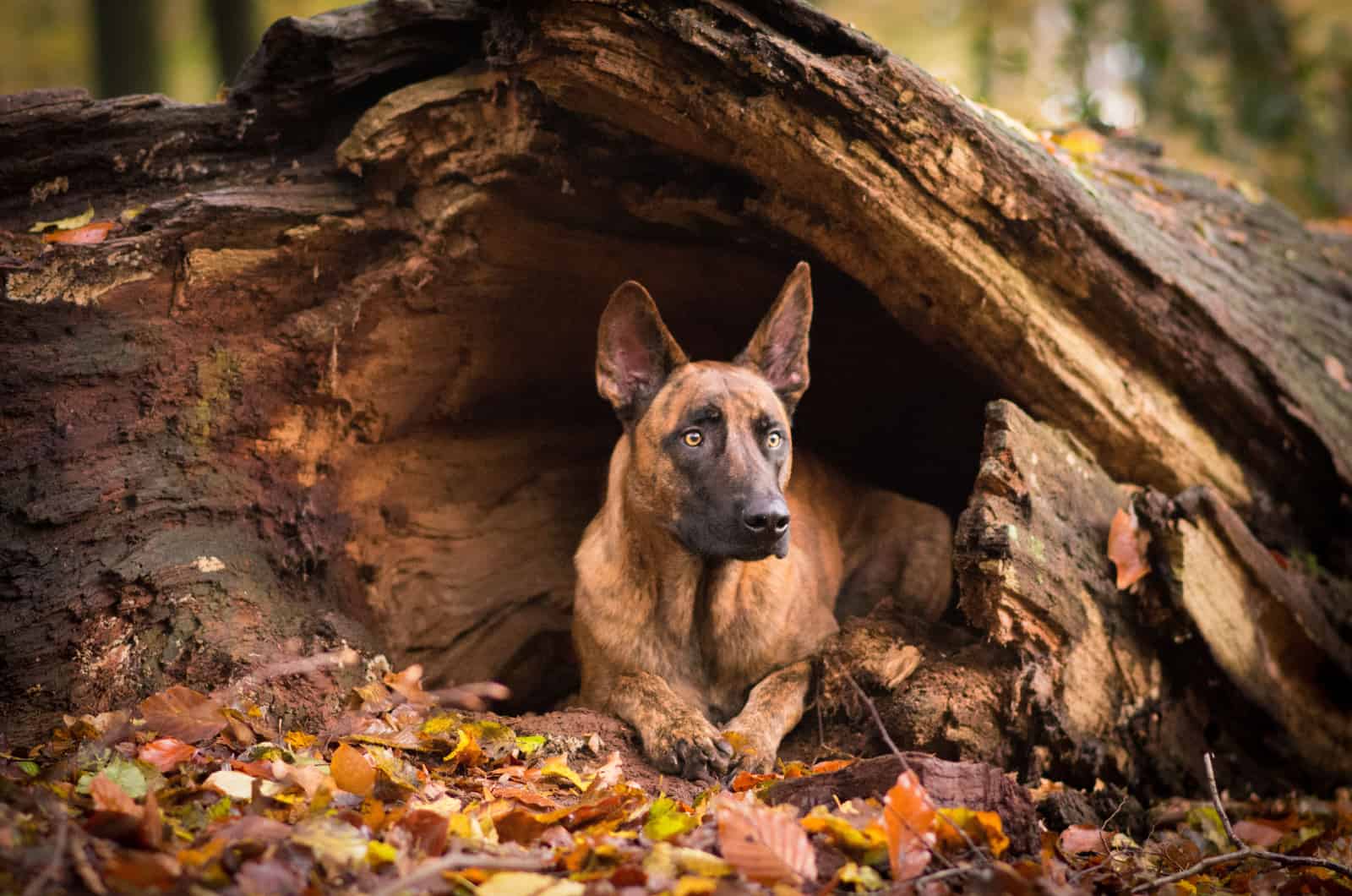 Are Dutch Shepherds Akc Recognized