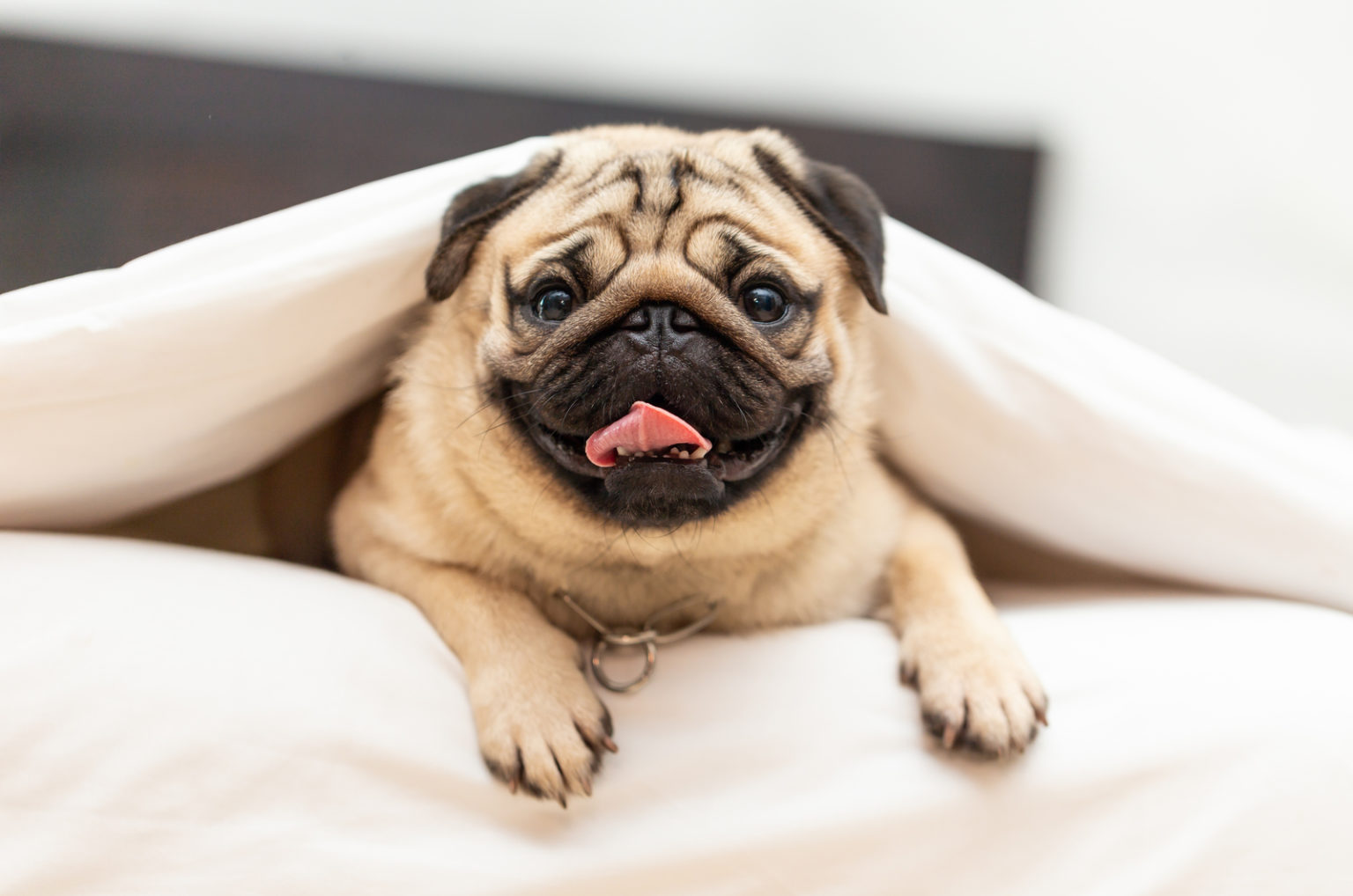 9 Best Pug Breeders: How To Find A Breeder You Can Trust