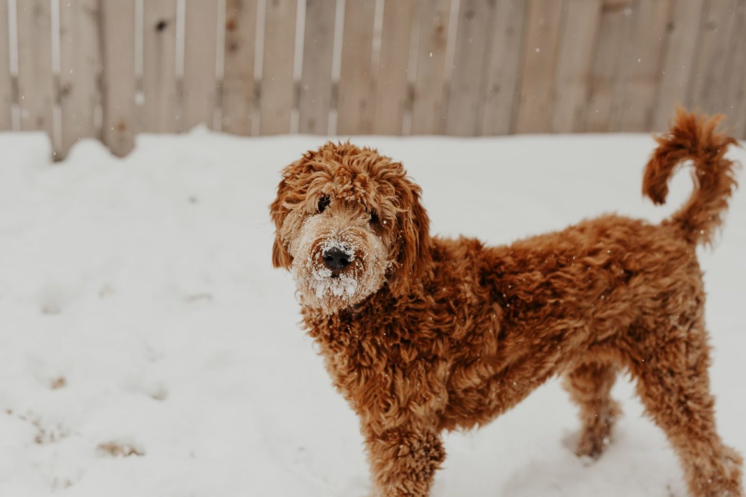 10+ Best Goldendoodle Rescue For Adoption