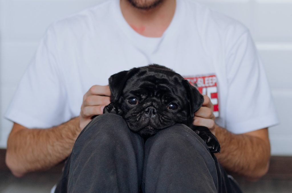 9 Best Pug Breeders: How To Find A Breeder You Can Trust