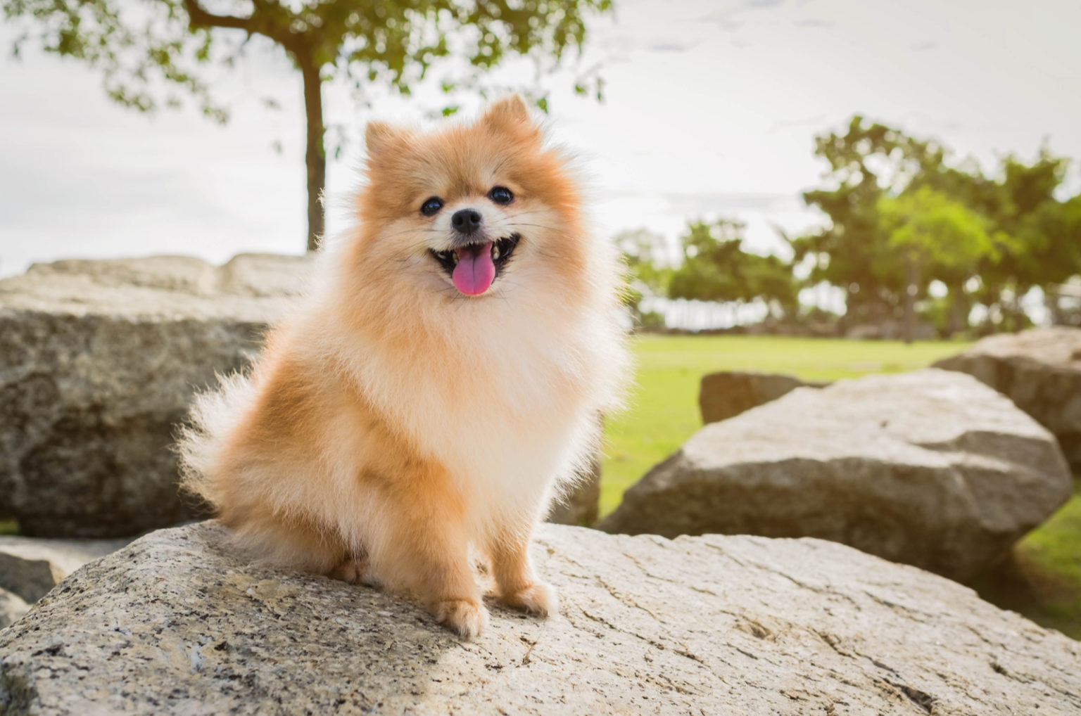 12 Best Pomeranian Rescues For Adoption: Where To Find A Pom