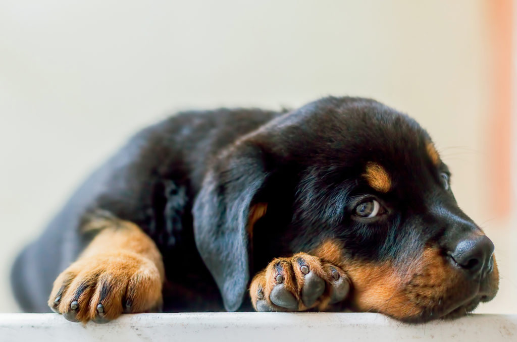 Long Haired Rottweiler: Genetics, Care, And General Info