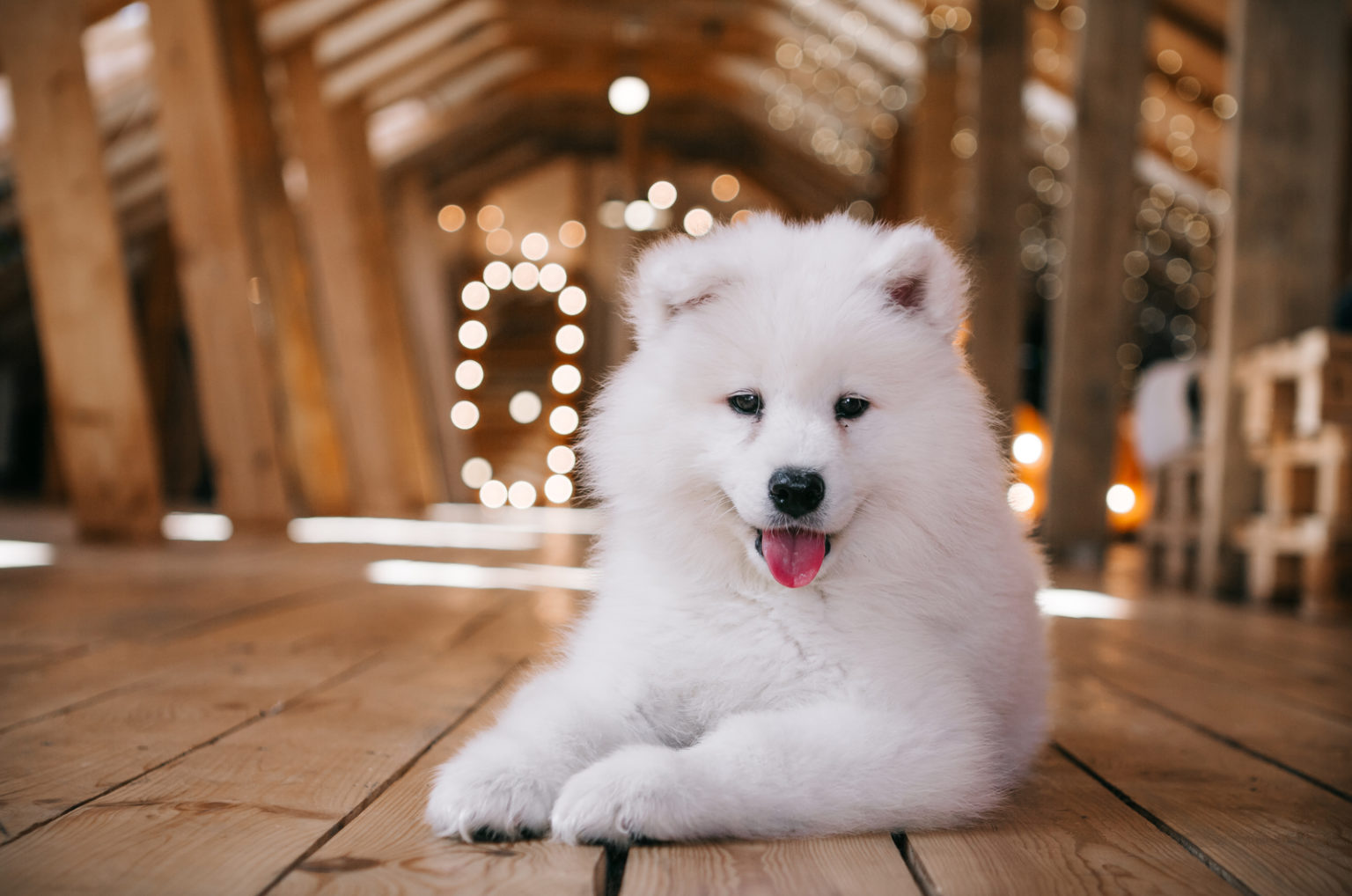 30+ Best Samoyed Breeders: Where To Find Sammies