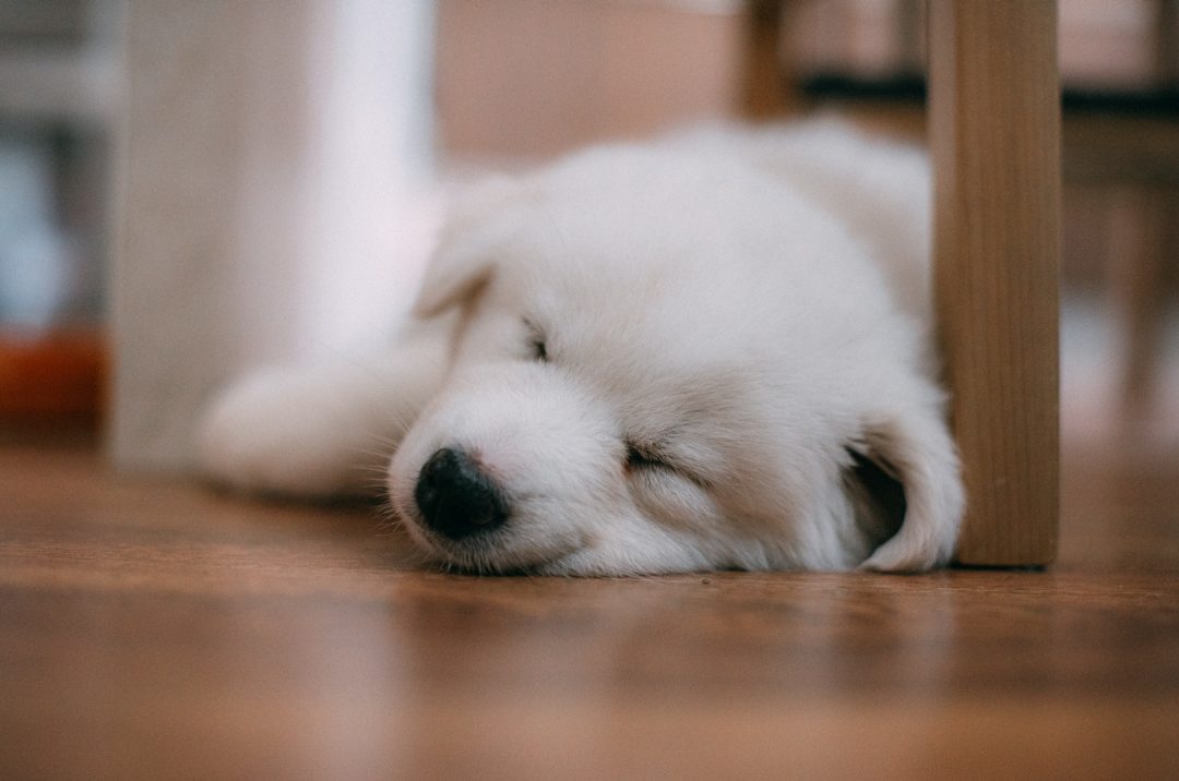 30+ Best Samoyed Breeders: Where To Find Sammies