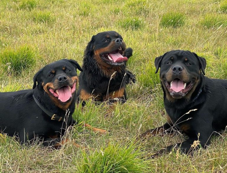 Long Haired Rottweiler: Genetics, Care, And General Info