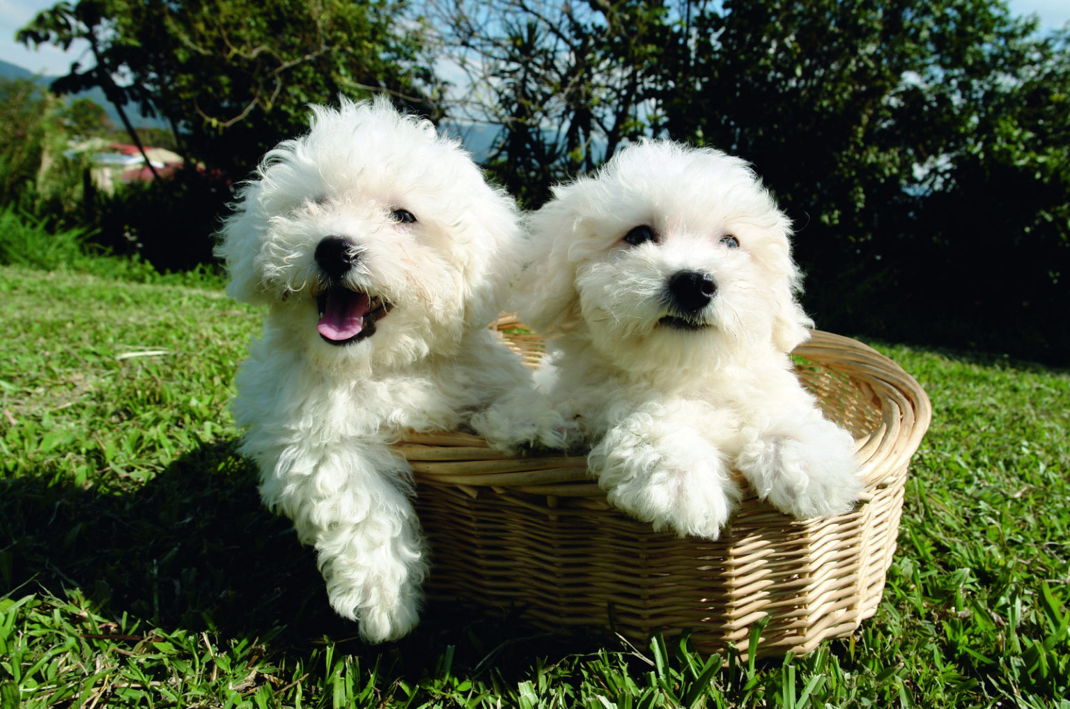 10 Best Bichon Frise Rescues For Adoption