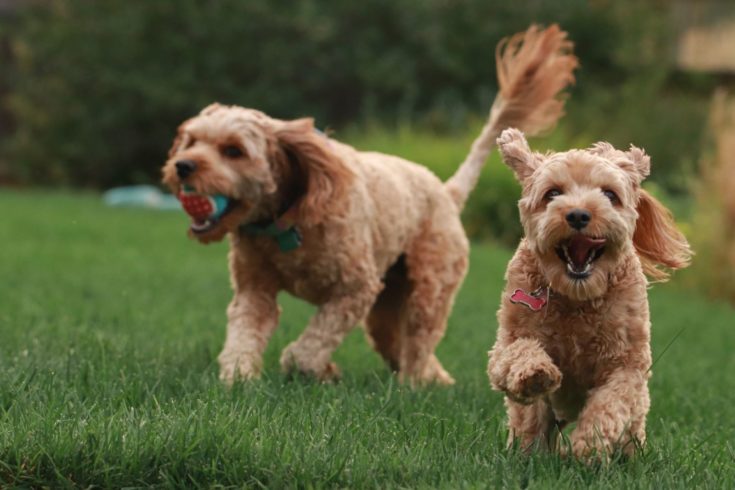 10+ Best Goldendoodle Rescue For Adoption