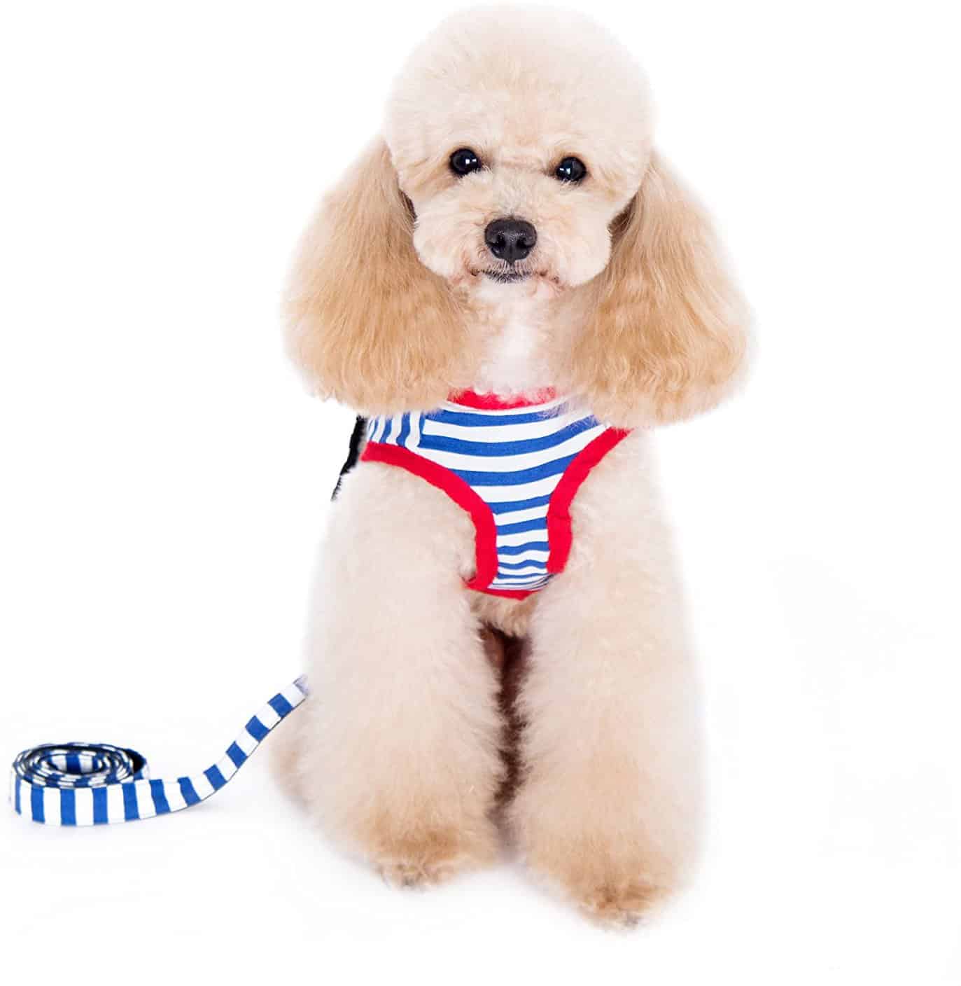 12 Yorkie Harness: The Best Dog Harness For Your Pet