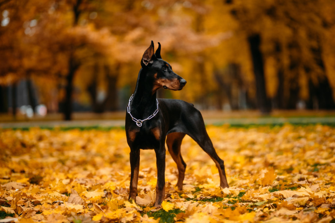 Doberman Colors: Explaining 9 Coat Color Options