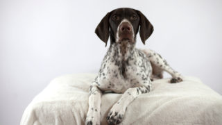 4 German Shorthaired Pointer Colors + Color Combinations