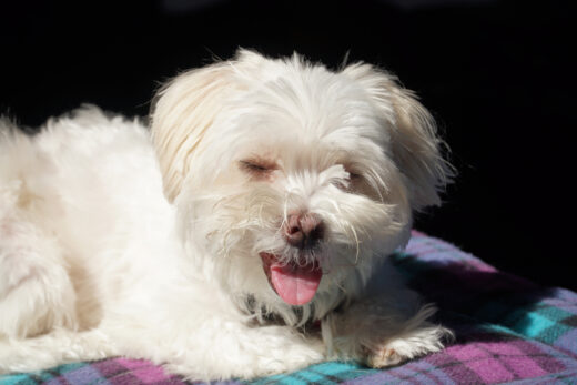 4 Maltese Colors And Patterns You Didn't Expect