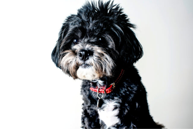 4 Maltese Colors And Patterns You Didn't Expect