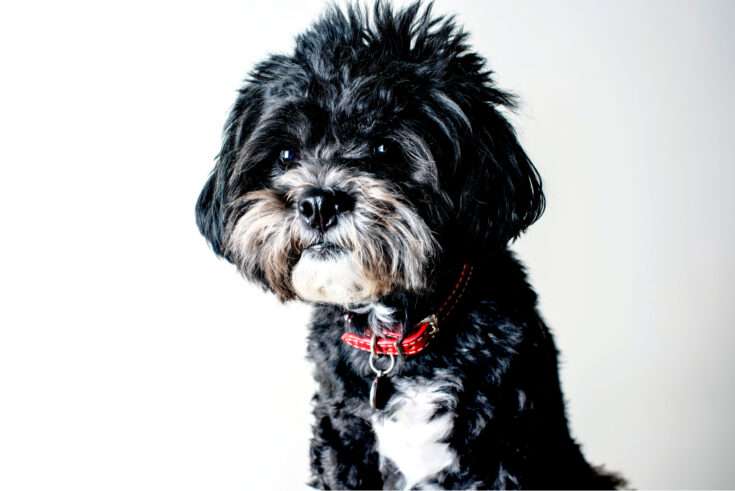 4 Maltese Colors And Patterns You Didn't Expect