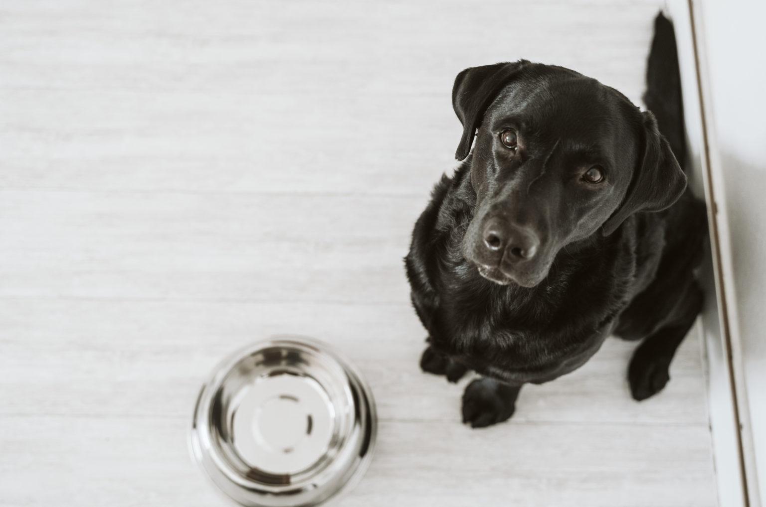 My Puppy Is Always Hungry: 5 Reasons For This & How To Help