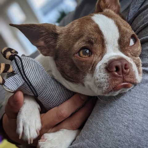 40+ Boston Terrier Mixes That Are The Cutest Pets Ever