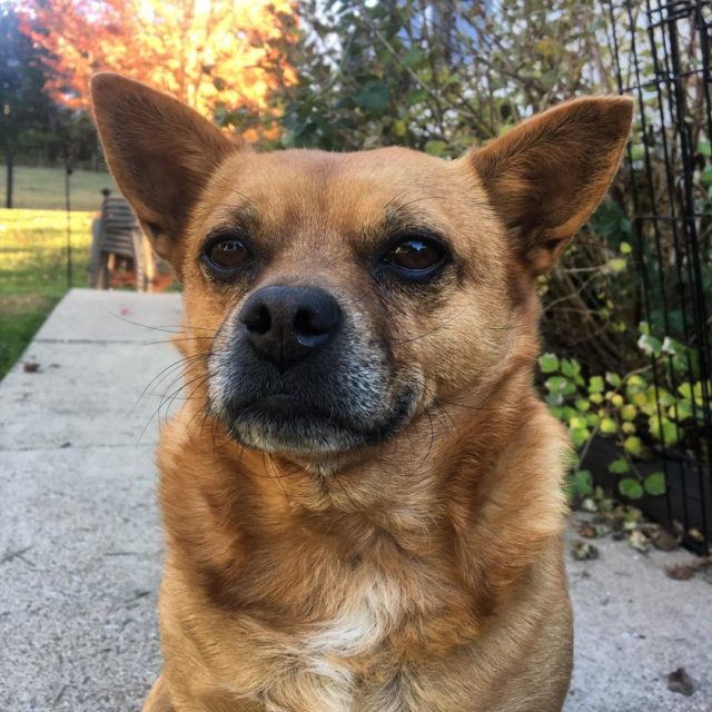 40+ Boston Terrier Mixes That Are The Cutest Pets Ever