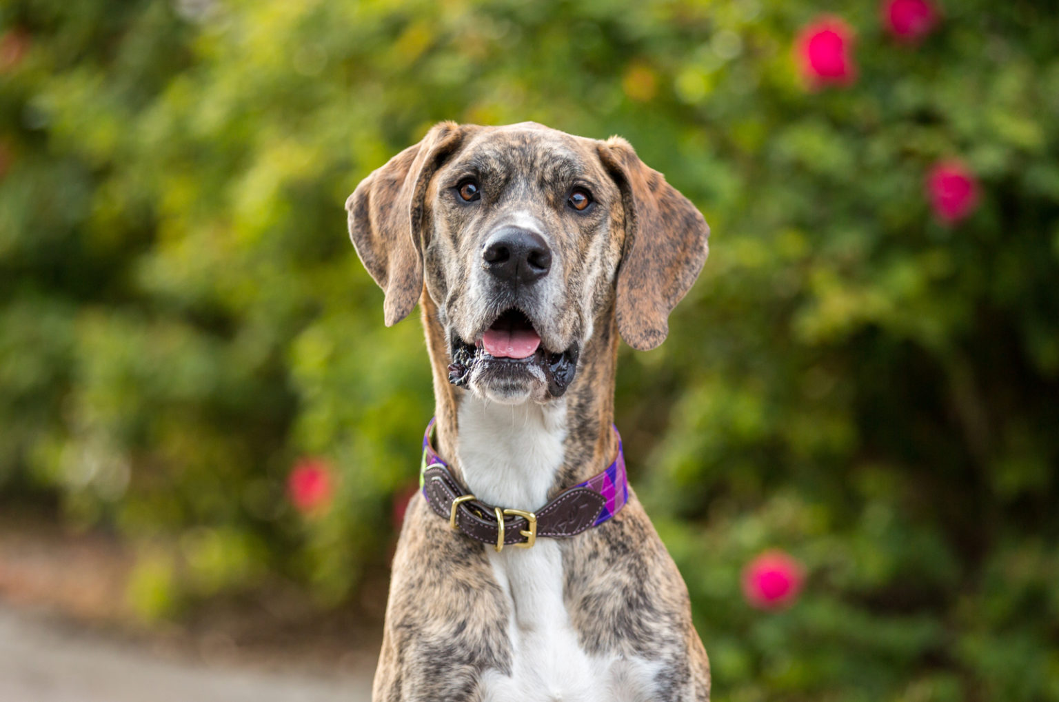 10+ Great Dane Colors, Markings And Patterns