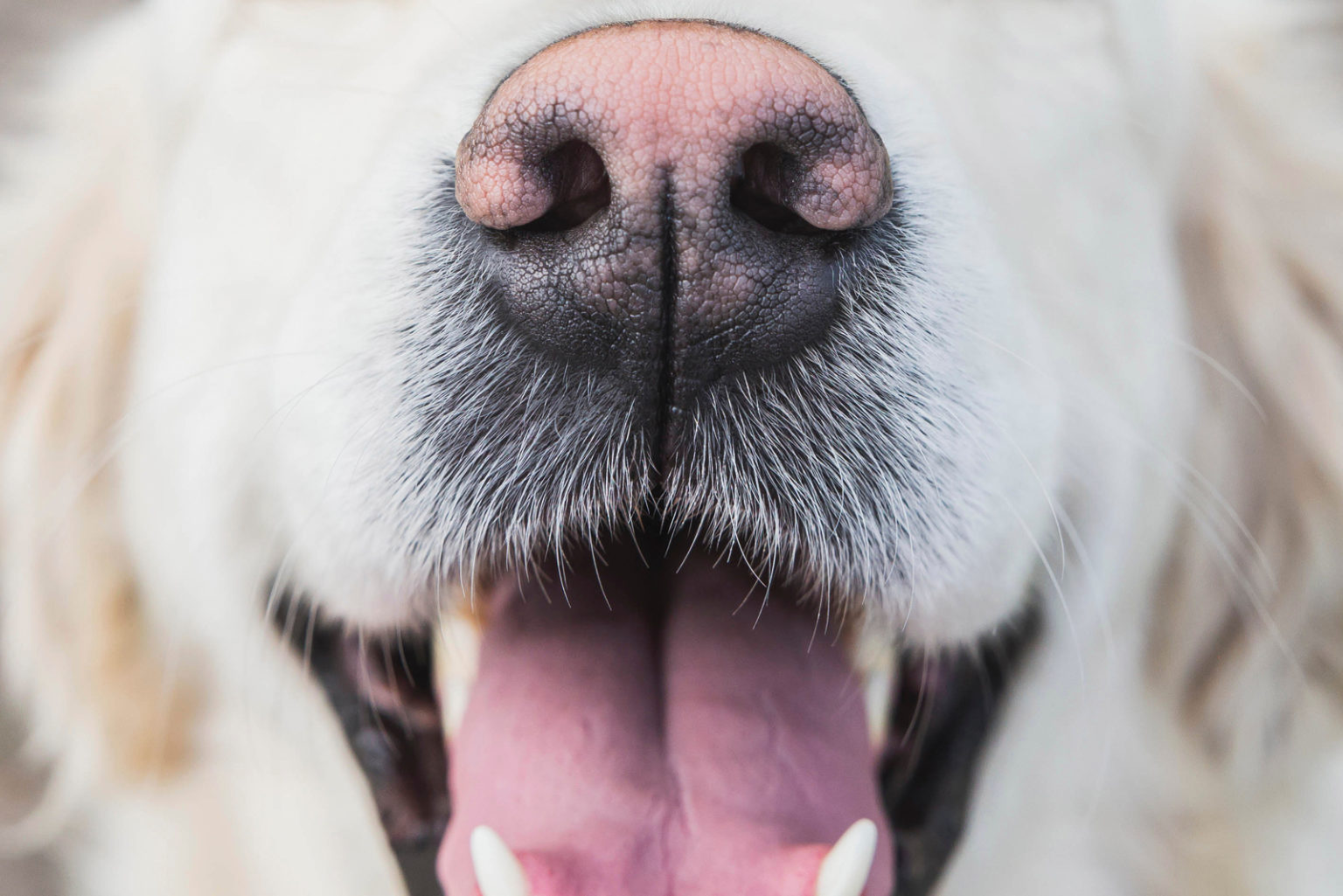 Dogs With Pink Noses – Is This Dangerous?
