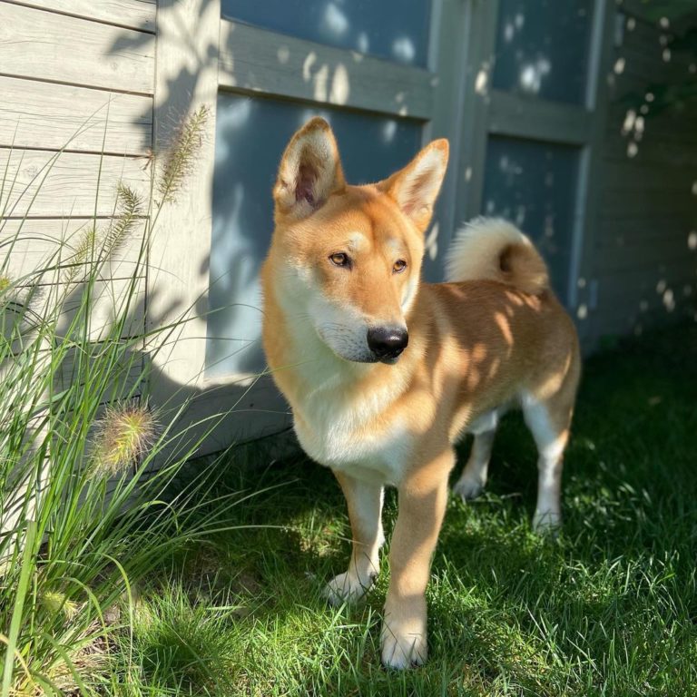 17 Shiba Inu Mixes: Enter The World Of Unusual Doggy Hybrids