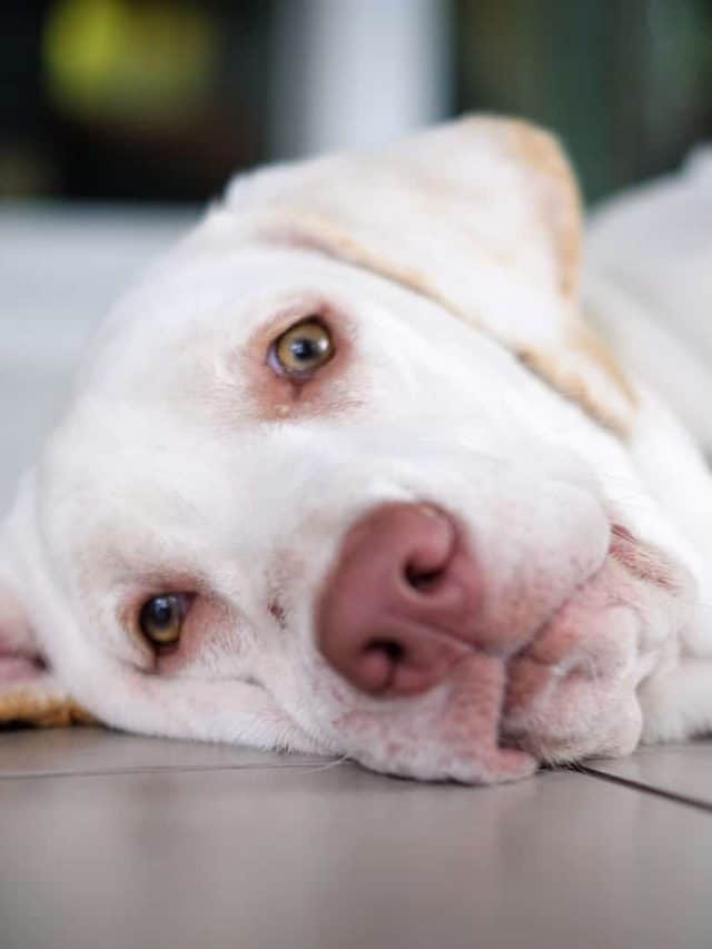 When A Dog Nose Turns Pink at Virgie Foreman blog