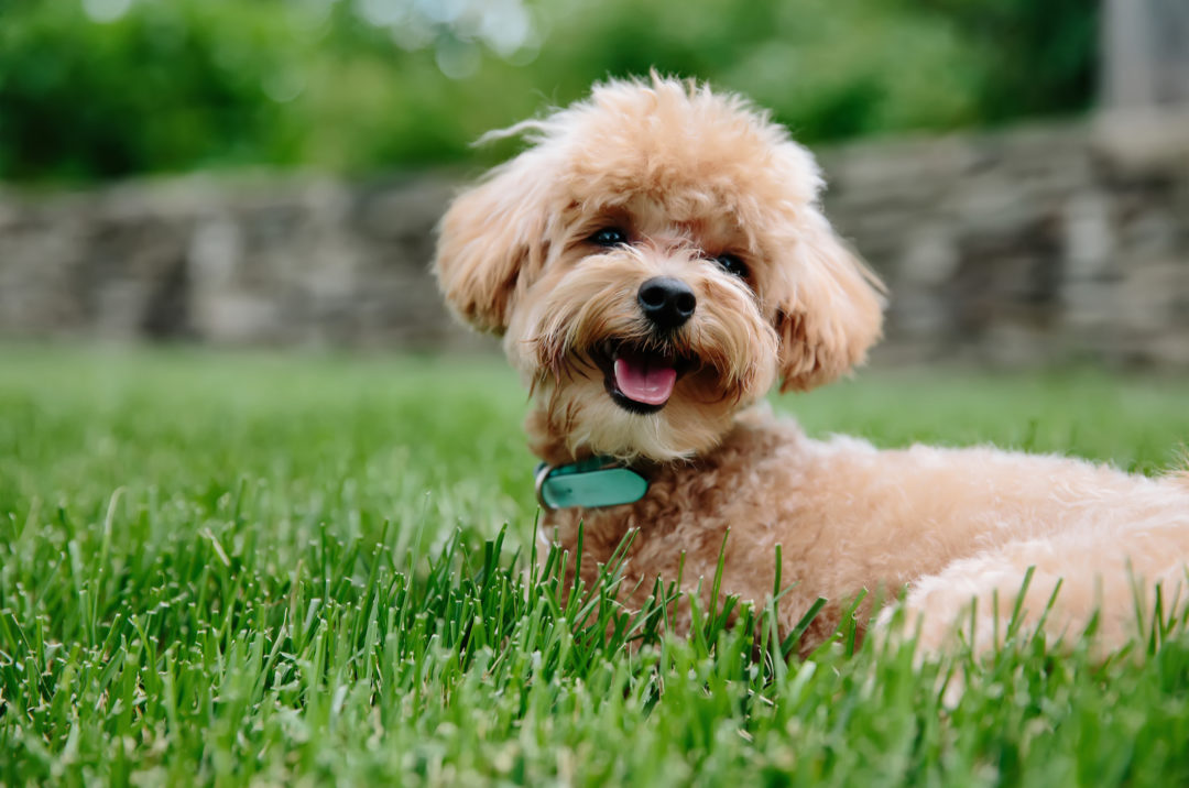 200+ Labradoodle Names: The Doodliest Of Them All